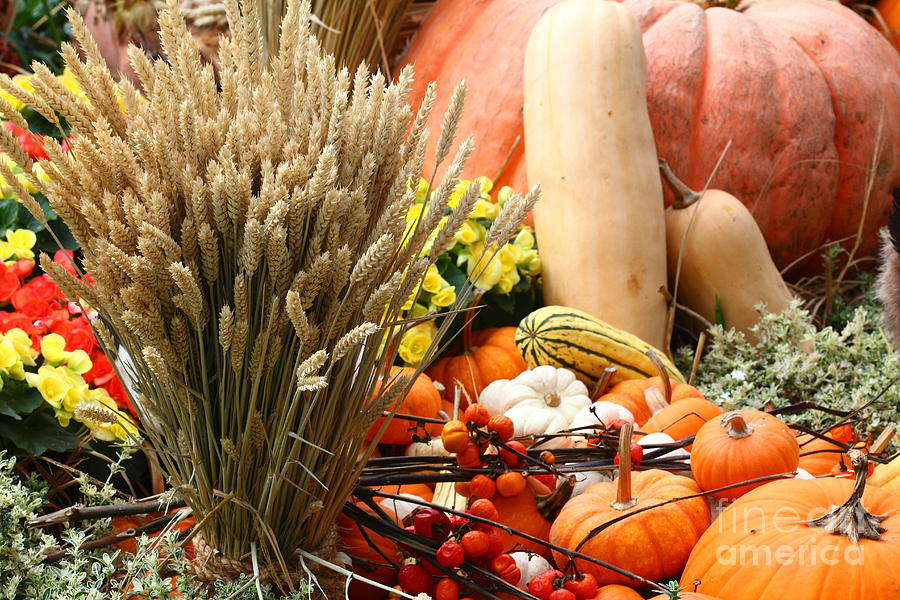 Harvest time Photograph by Eugene Sim - Fine Art America