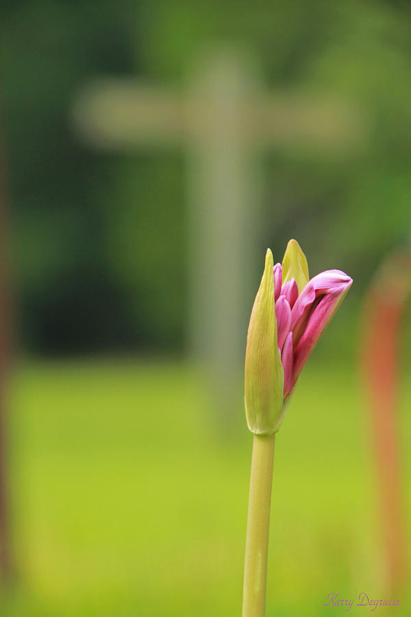 Flower called Resurrection Photograph by Karry Degruise - Fine Art America