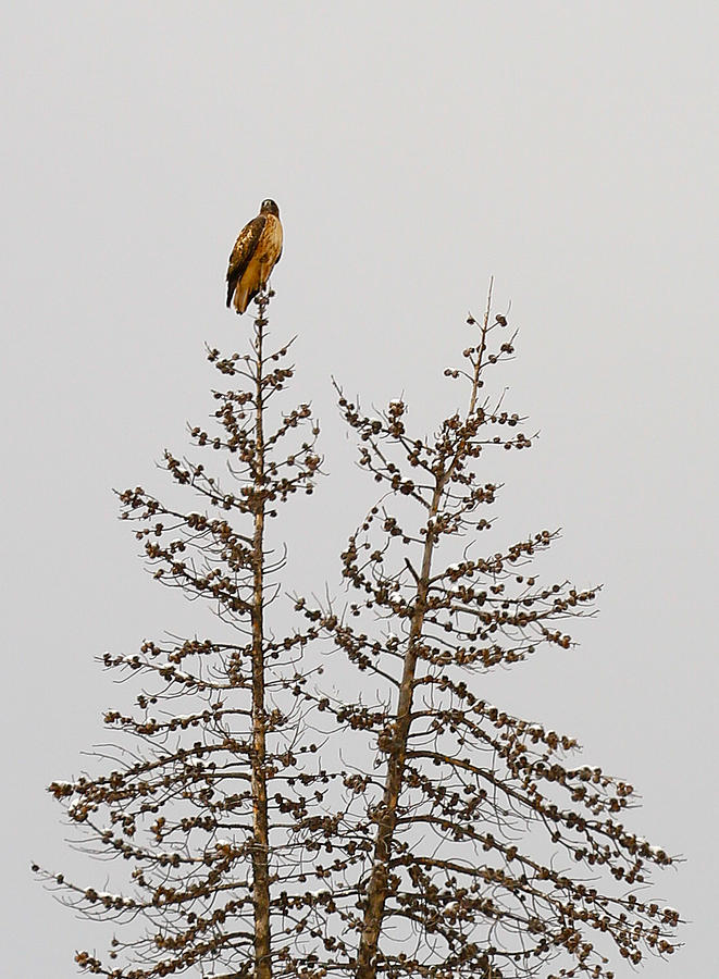 Hawk a top the Tree Photograph by Casey Barnett - Fine Art America