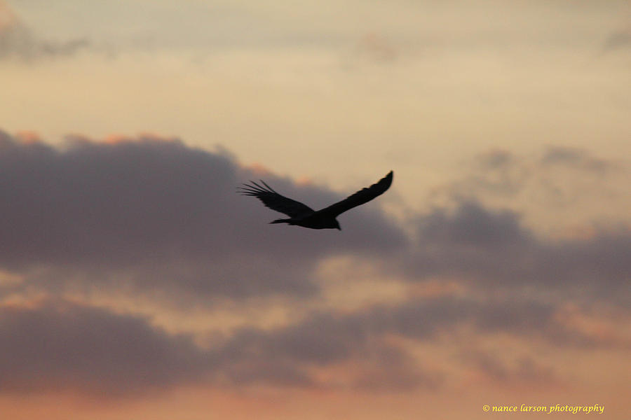 Hawk at Sunset Photograph by Nance Larson - Fine Art America