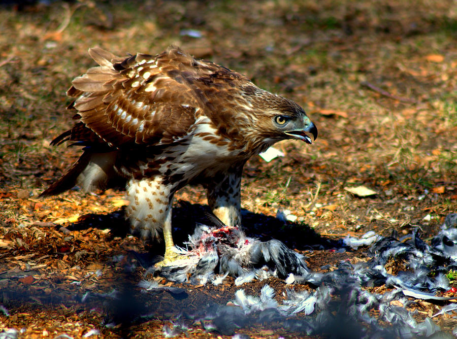 Hawk Attack Photograph by Luis Baez - Fine Art America