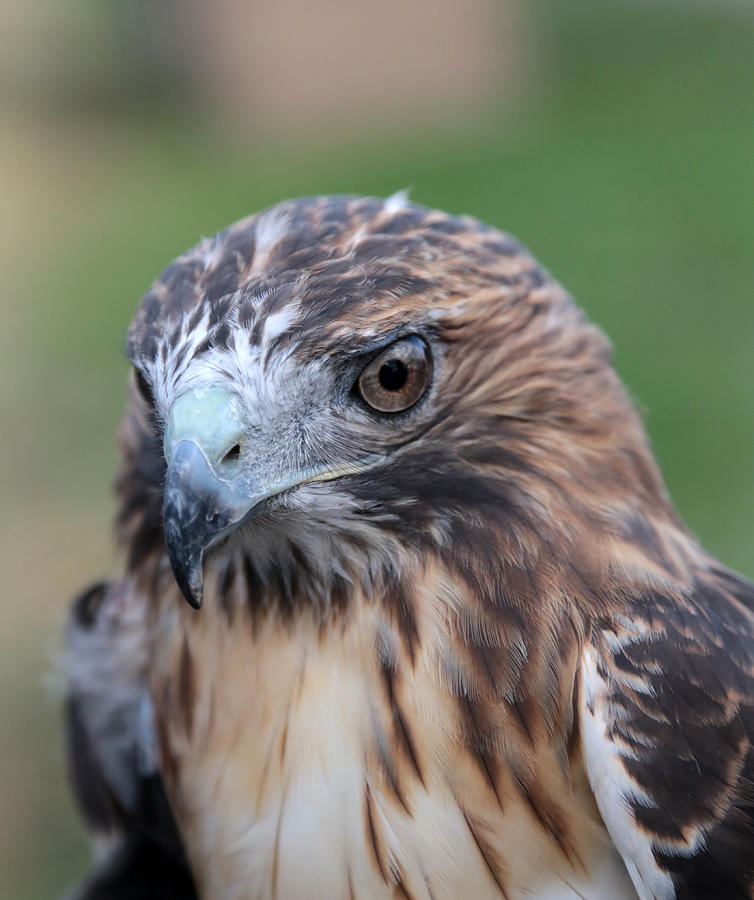 Hawk Eyes Photograph by Dwight Cook | Fine Art America