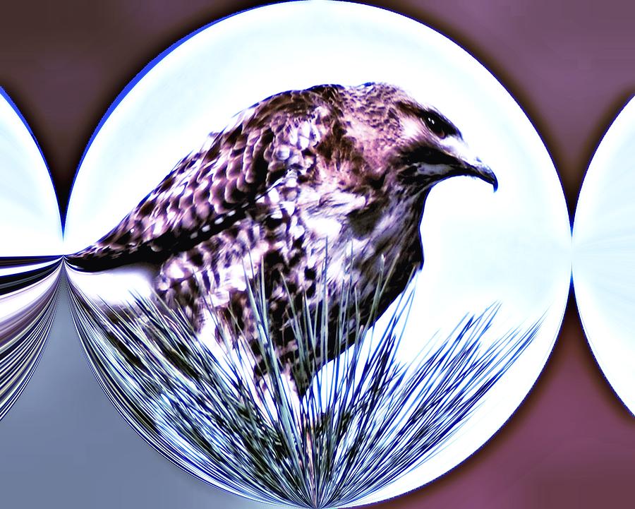 Hawk in a Globe Photograph by Don Mann - Pixels