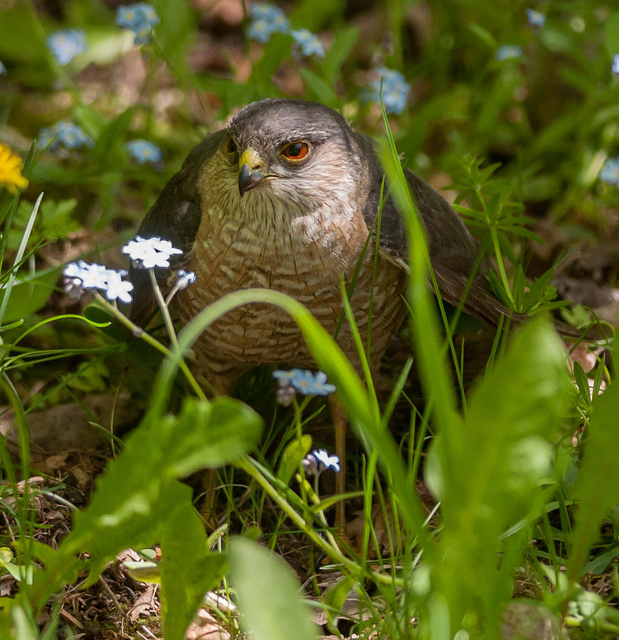 Hawk in the Grass Photograph by Richard Kitchen - Fine Art America