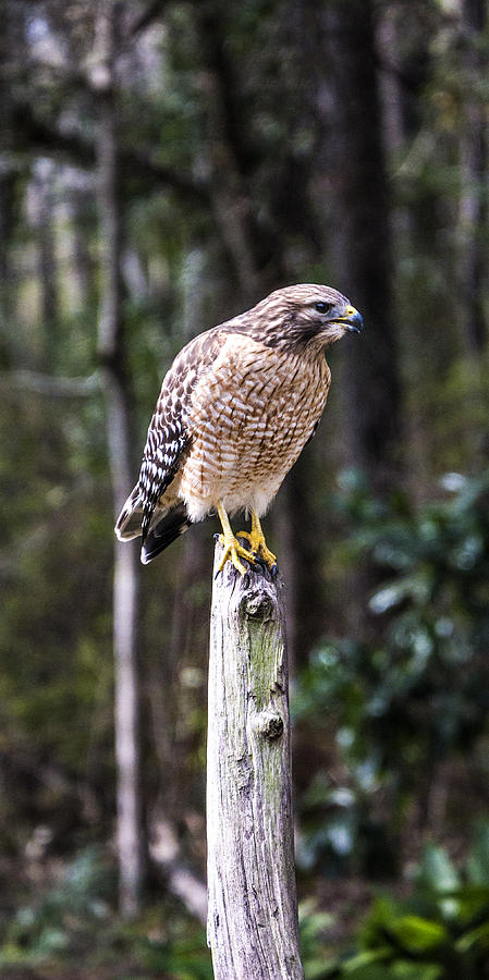 Hawk On Post Photograph by Mike Parrish - Fine Art America