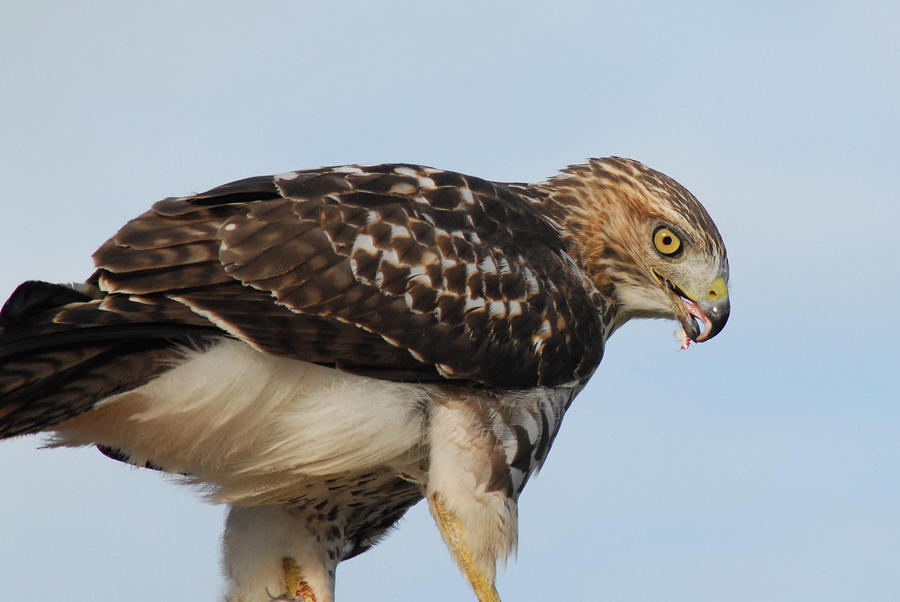 Hawk Profile Photograph by Cynthia Stephens - Fine Art America