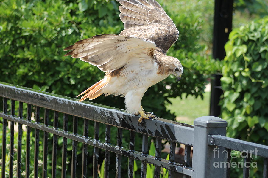 Hawk Taking Flight Photograph by Renee Croushore - Fine Art America