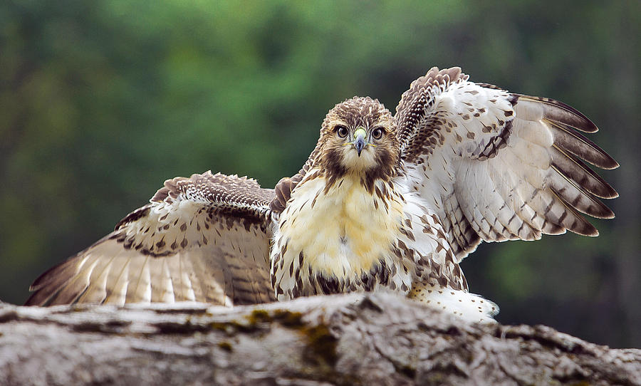 Hawkeyes Photograph by David Johnson - Fine Art America