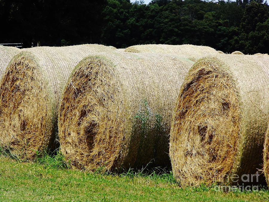 Hay Rolls Up Close Photograph by D Hackett - Fine Art America