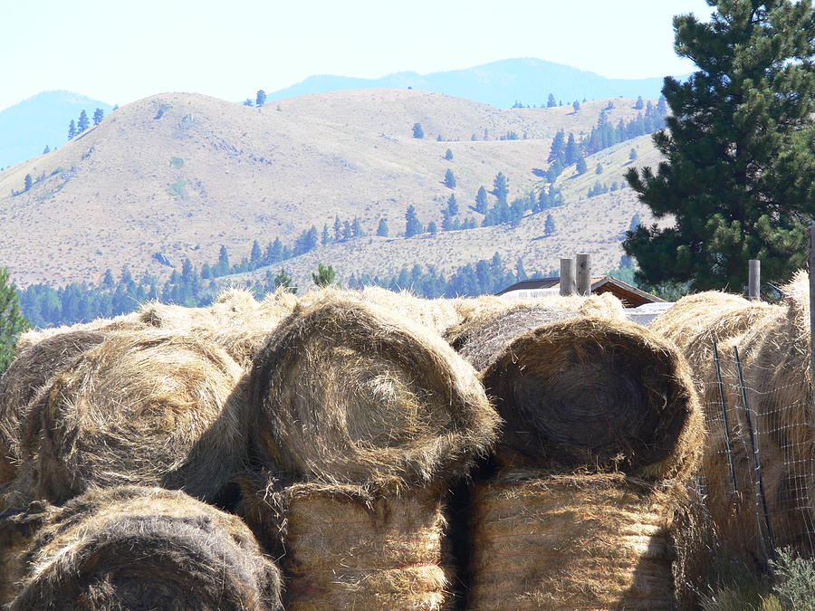 Hay Stack 1 Photograph by Amy Hyde - Fine Art America