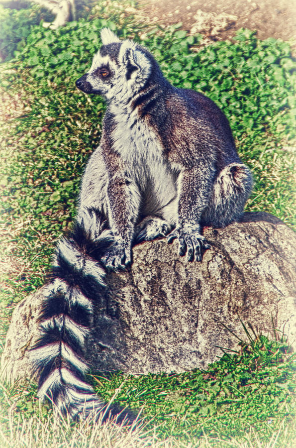 HDR Ringtail Photograph by Fred Patton - Fine Art America