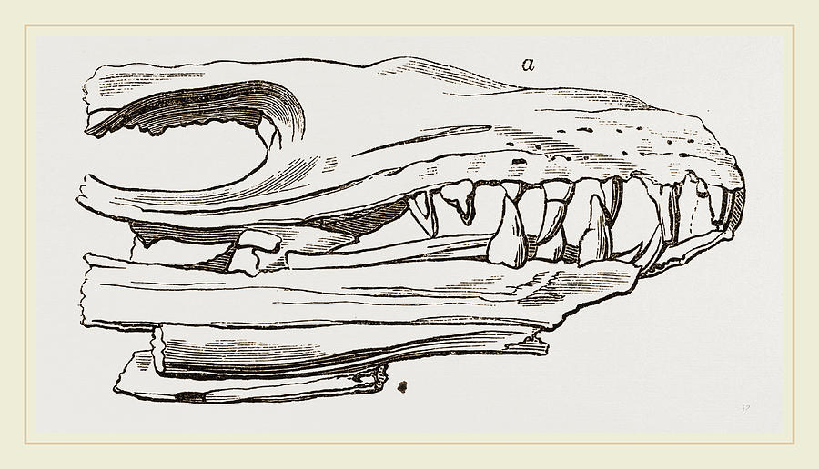 Head Of Sommerings Geosaurus Drawing by Litz Collection - Fine Art America