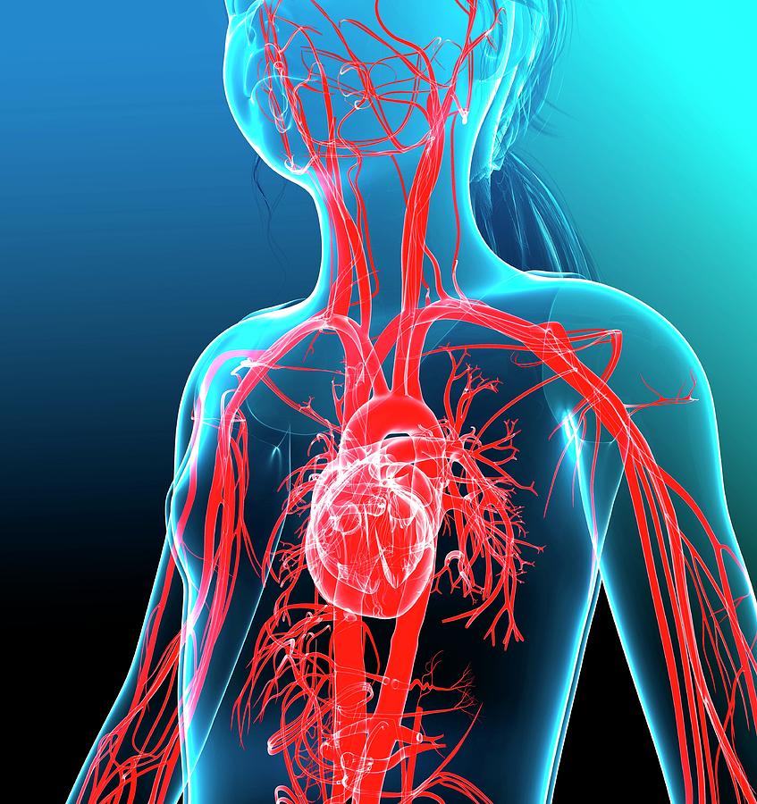 Head Vascular System by Science Photo Library