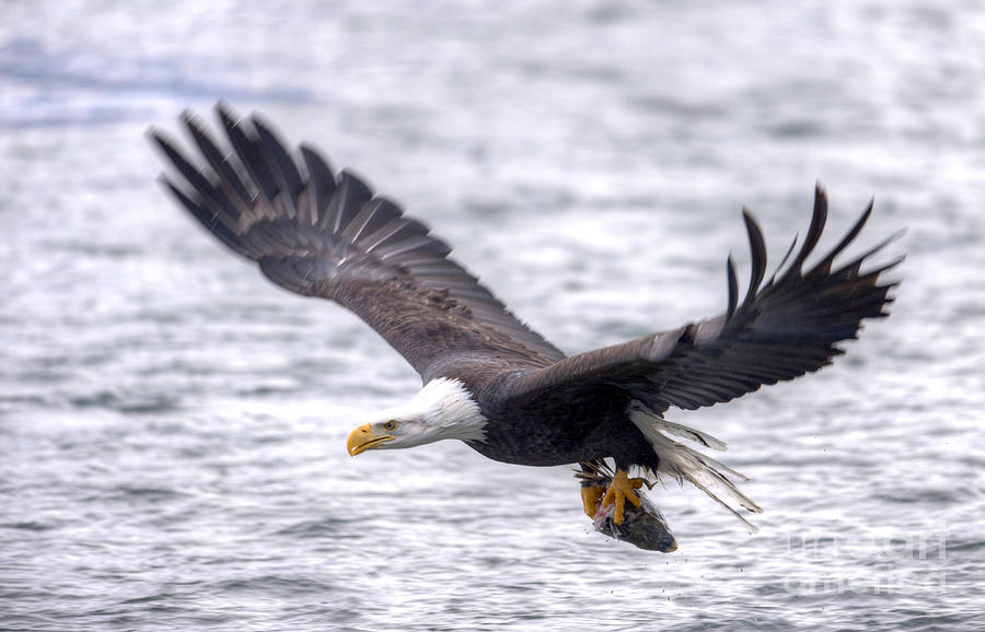 Headless Photograph by Greg Helmers - Fine Art America