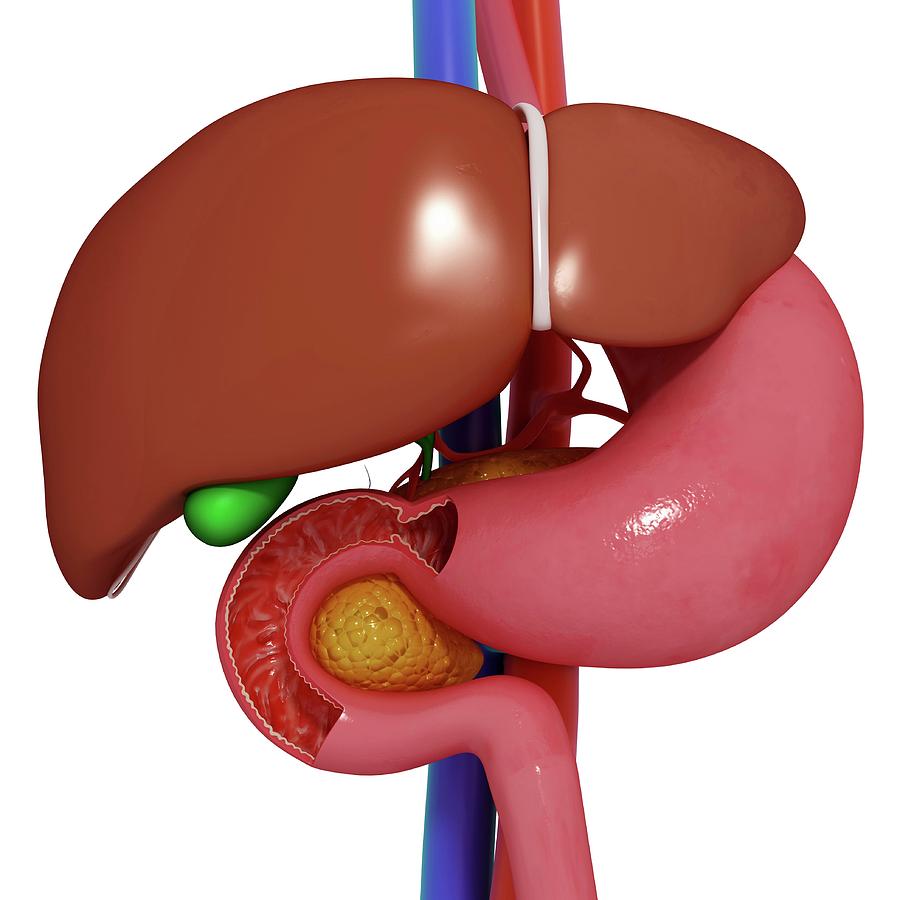 Healthy Digestive System by Science Photo Library