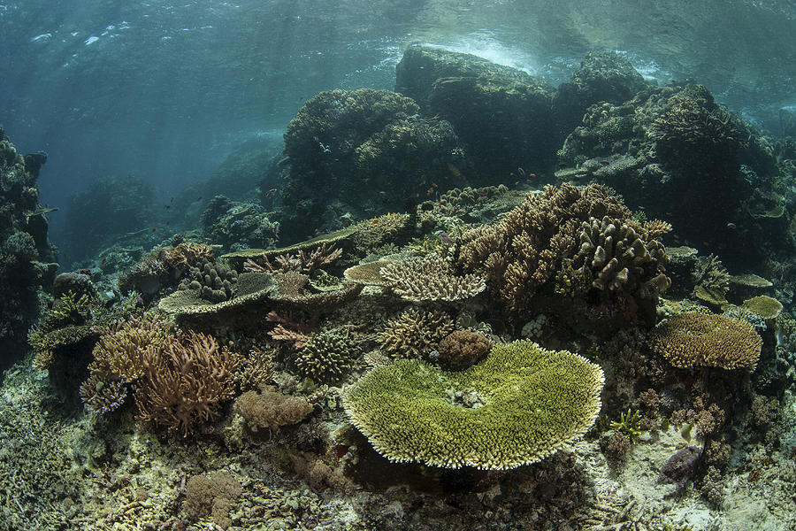 Healthy Reef Building Corals Thrive Photograph By Ethan Daniels Fine