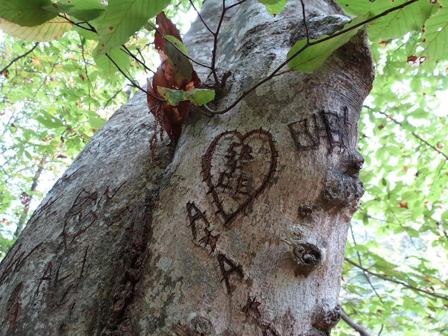 Heart Attack Photograph by Erin Springer - Fine Art America
