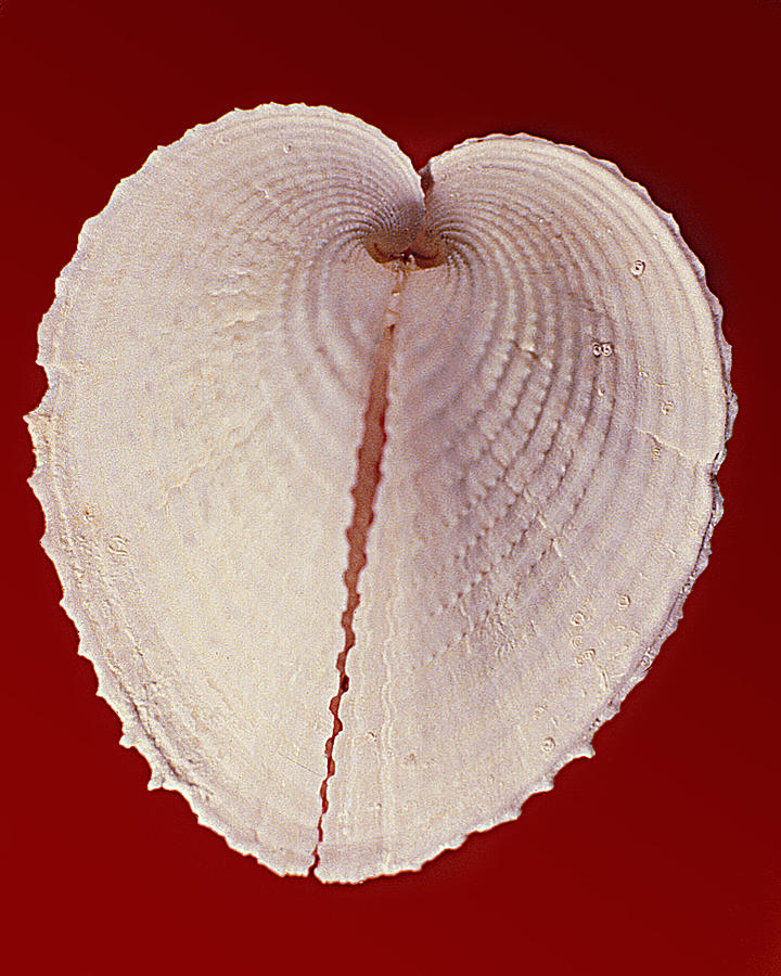 Heart Cockle Color Photograph by William A Conklin - Fine Art America