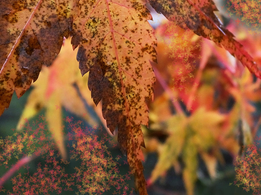 Heather's Maple Photograph by Lyn Perry - Pixels
