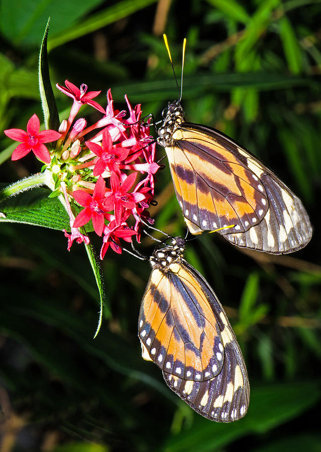 Hecale Longwing Heliconius Hecale Photograph by Millard H. Sharp - Fine ...
