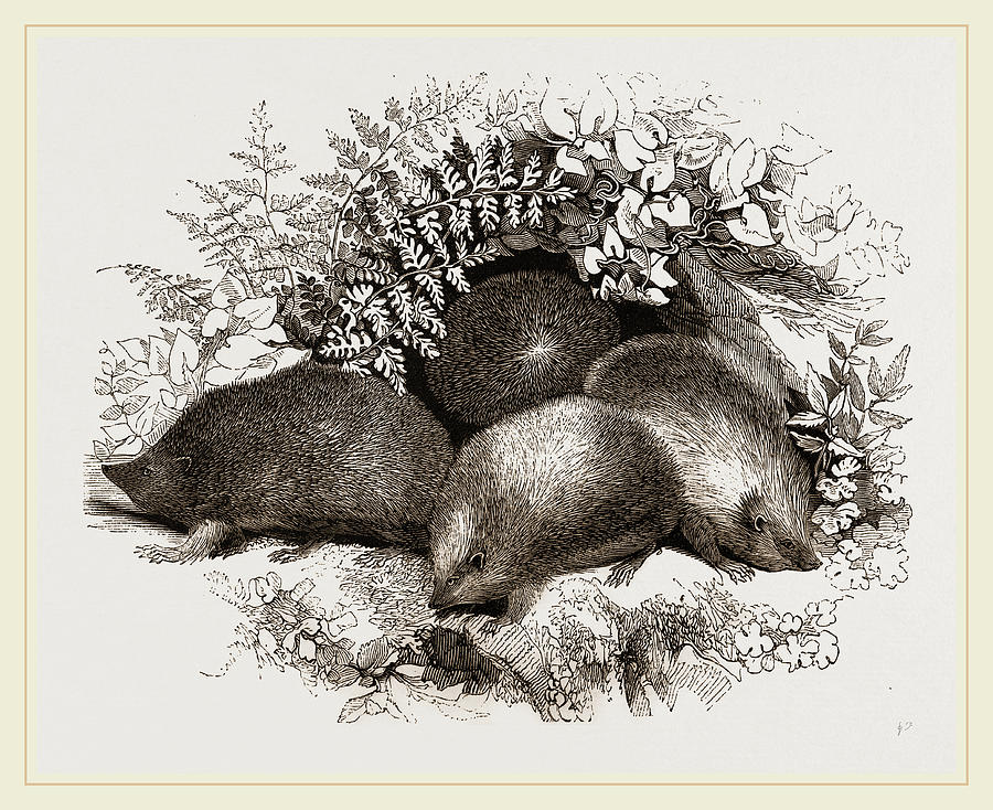 Hedgehogs Drawing by Litz Collection - Pixels