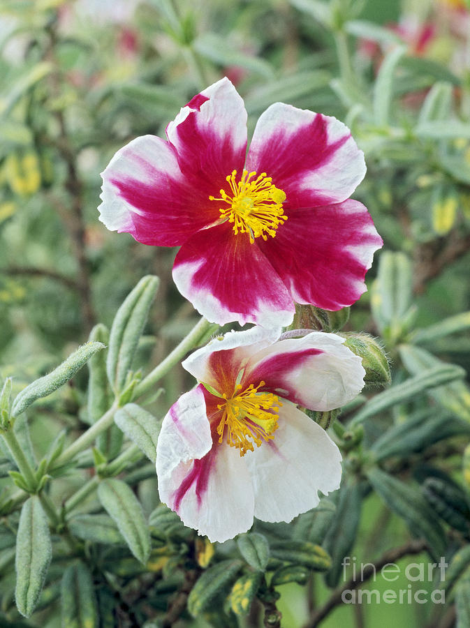 Helianthemum 'Raspberry Ripple'. Photograph by Geoff Kidd - Fine Art ...
