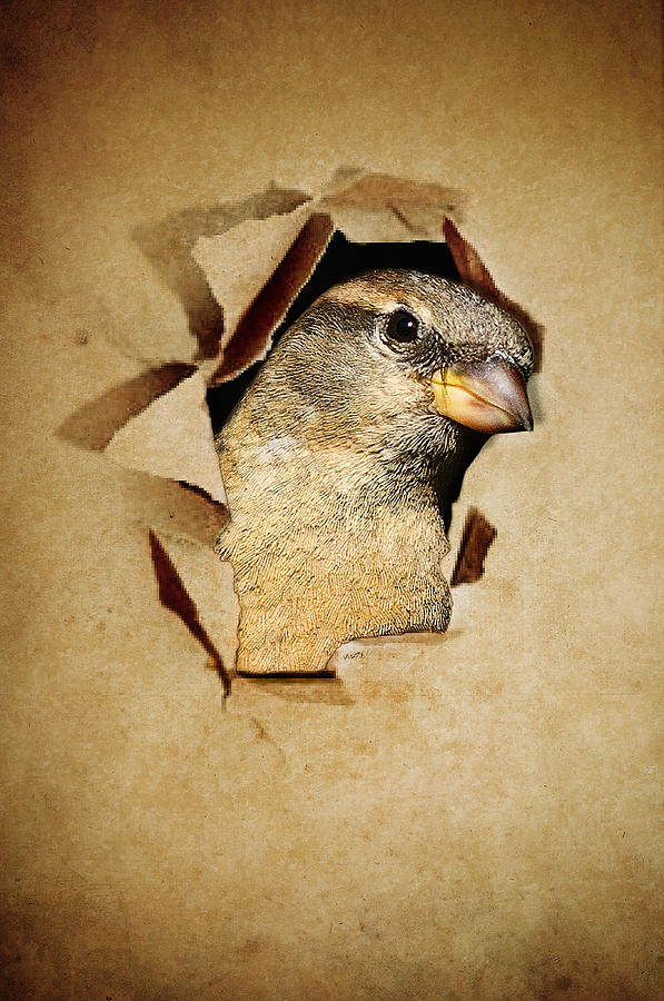 Hello.. Photograph by Gary Murison - Fine Art America