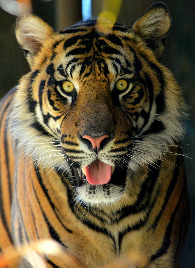 Hello Tiger Photograph by iunona Harris - Fine Art America