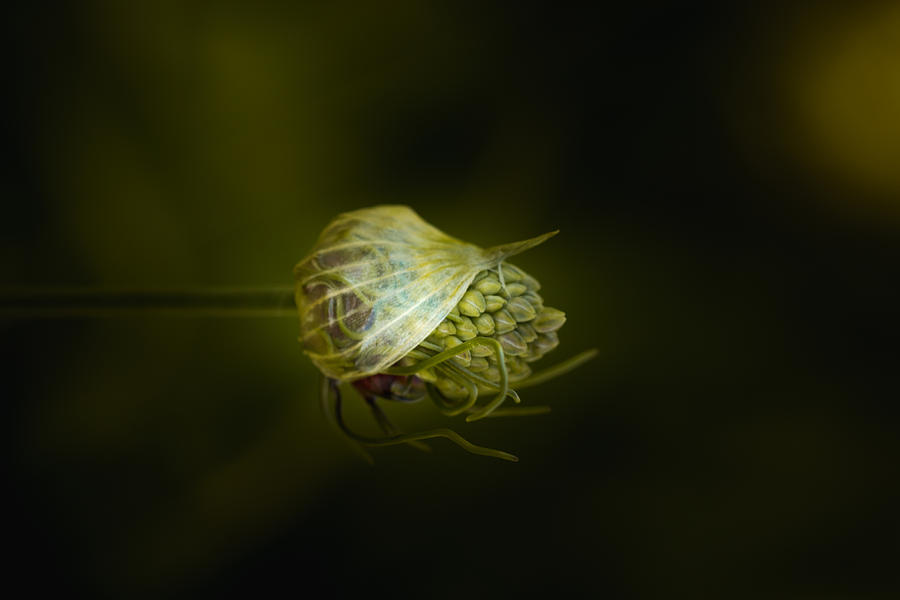 Help Me Through Photograph by Paul Barson | Fine Art America
