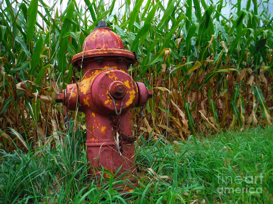 Help Prevent Corn Fires Photograph by Paddy Shaffer - Fine Art America