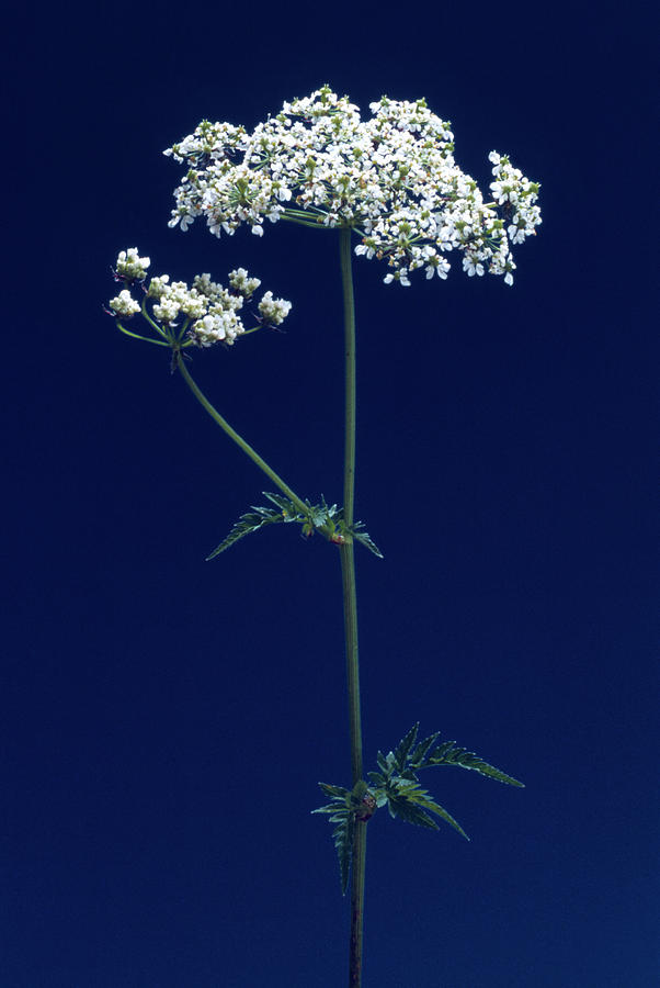 Hemlock Flowers Photograph by Th Foto-werbung/science Photo Library ...