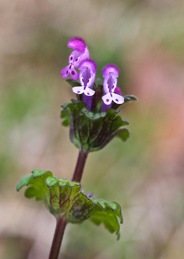 Henbit Photograph by Alan Olansky - Fine Art America
