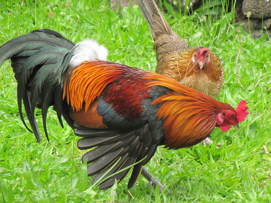 Henpecked Photograph by Penny Parrish - Fine Art America