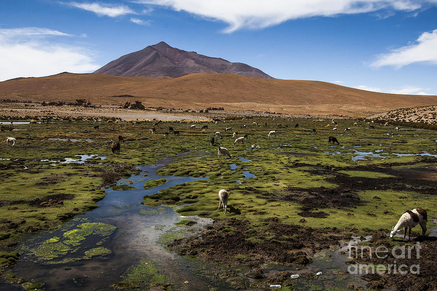 Herd of llamas in Bolivia Photograph by Lucas Guardincerri - Fine Art ...