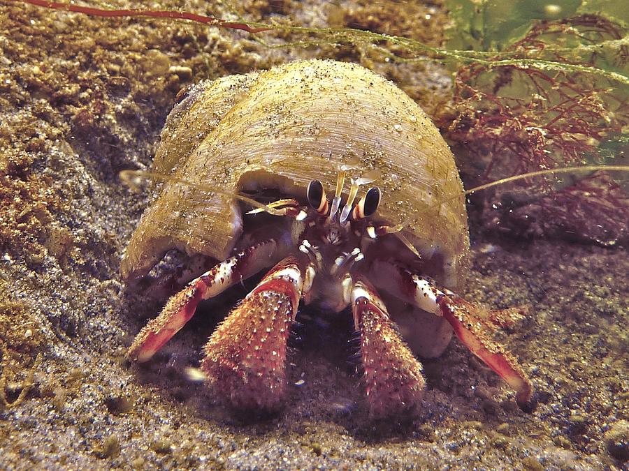 Hermit Crab In Moon Snail Shell Photograph By James Murray