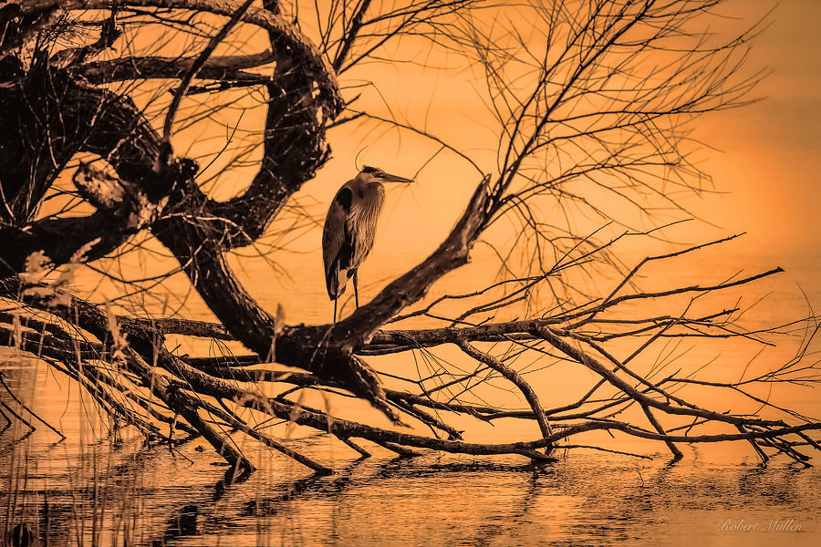 Heron Photograph by Robert Mullen - Fine Art America