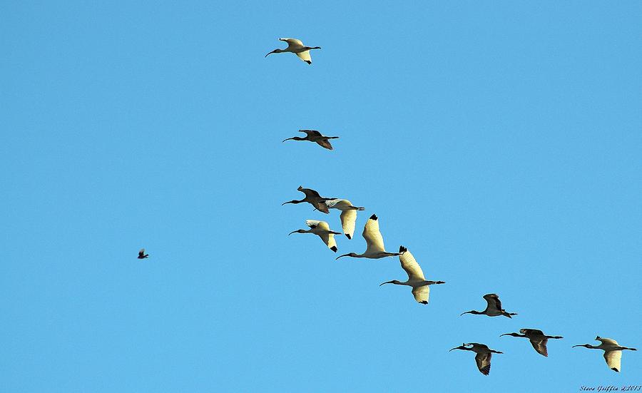 Hey Follow Me Photograph by Steve Griffin - Fine Art America