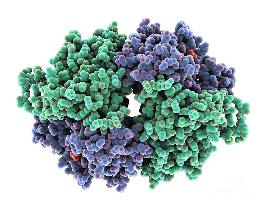 Hgprtase Molecule Photograph by Laguna Design - Fine Art America