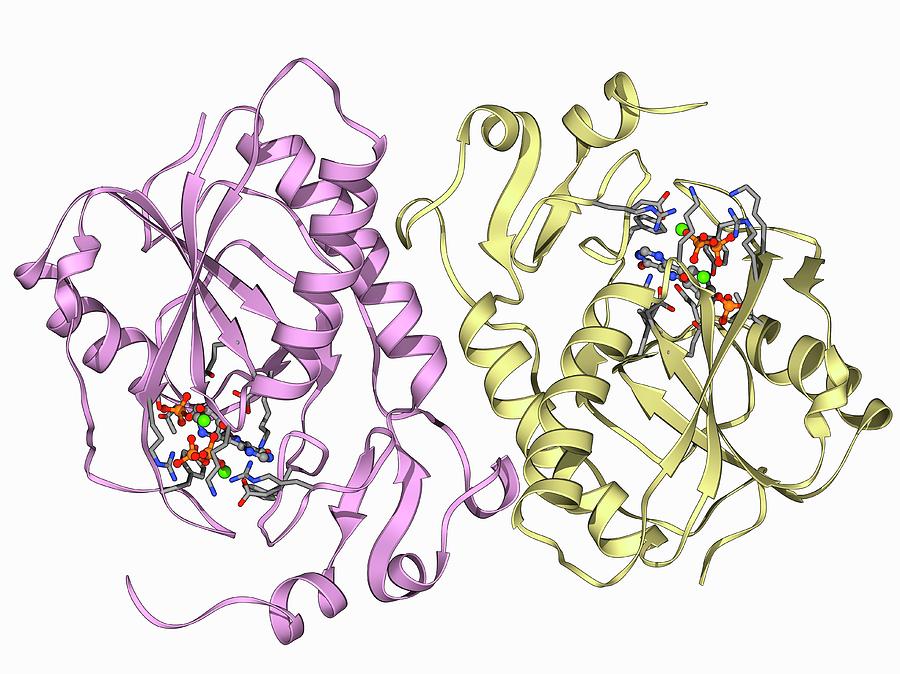 Hgprtase Molecule Photograph by Laguna Design/science Photo Library ...