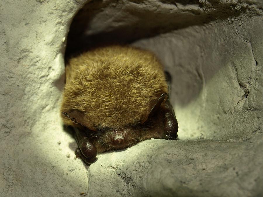 Hibernating bat Photograph by Ann Dithmer - Pixels