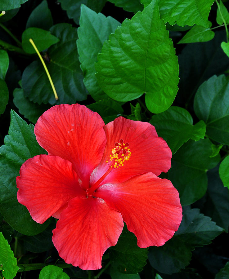 Hibiscus Explosion Photograph by David McDowell - Fine Art America