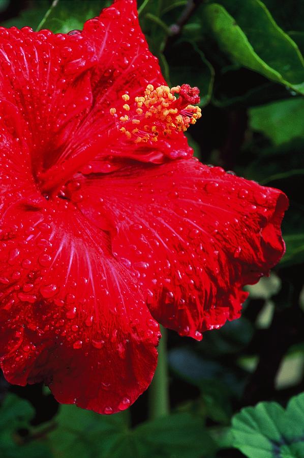 Hibiscus Red Photograph by David Johnson - Fine Art America