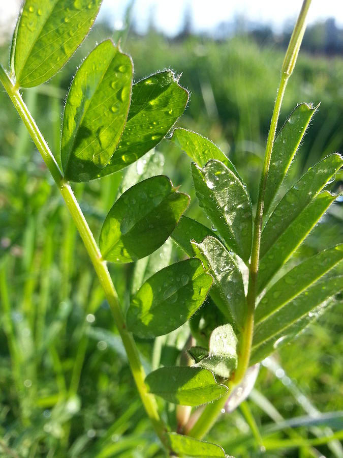 Hidden Flower Photograph by Melissa Sink - Pixels
