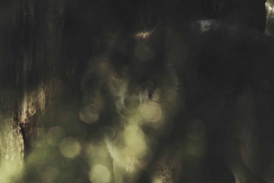 Gray wolf hidden behind trees Photograph by Ulrich Kunst And Bettina ...