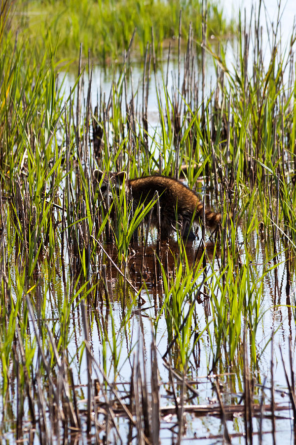 Hiding Photograph by Meredith Moore - Fine Art America