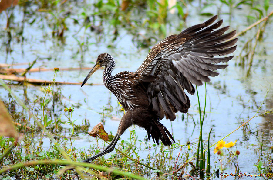 High Stepping Photograph by Steve Griffin - Fine Art America