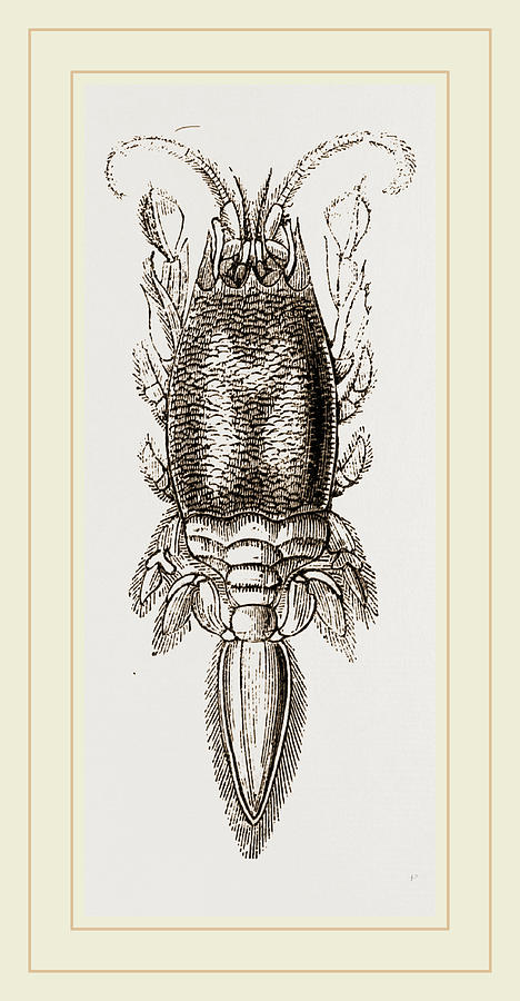 Hippa Eremita Drawing by Litz Collection - Pixels