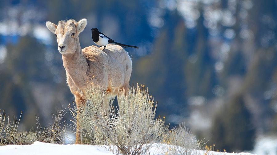Hitchhiker Photograph by Kevin Spriggs - Fine Art America