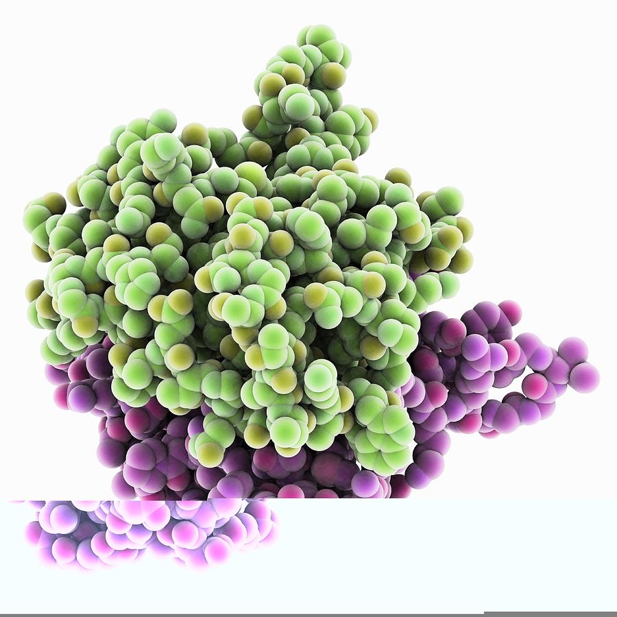 HIV enzyme protein, molecular model Photograph by Science Photo Library ...