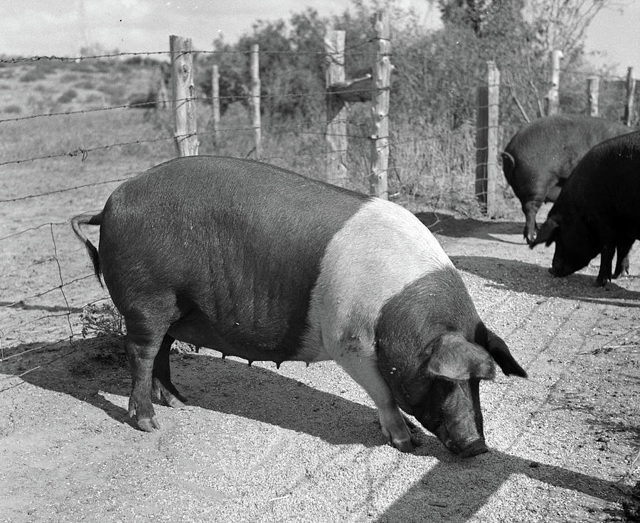 Hogs, 1941 Painting by Granger - Pixels